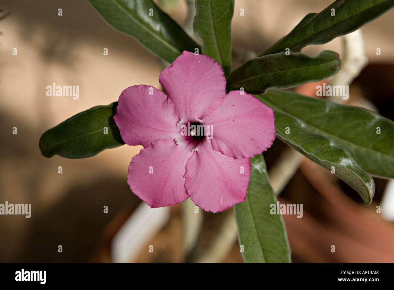 Flower Periwinkle Catharanthus roseus Stock Photo - Alamy
