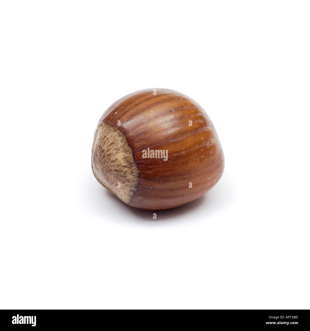 Unopened Hazelnut shell on white background Stock Photo - Alamy