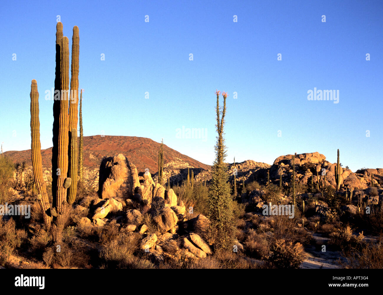 Baja California desert mexican Cactus Agave dry Stock Photo - Alamy