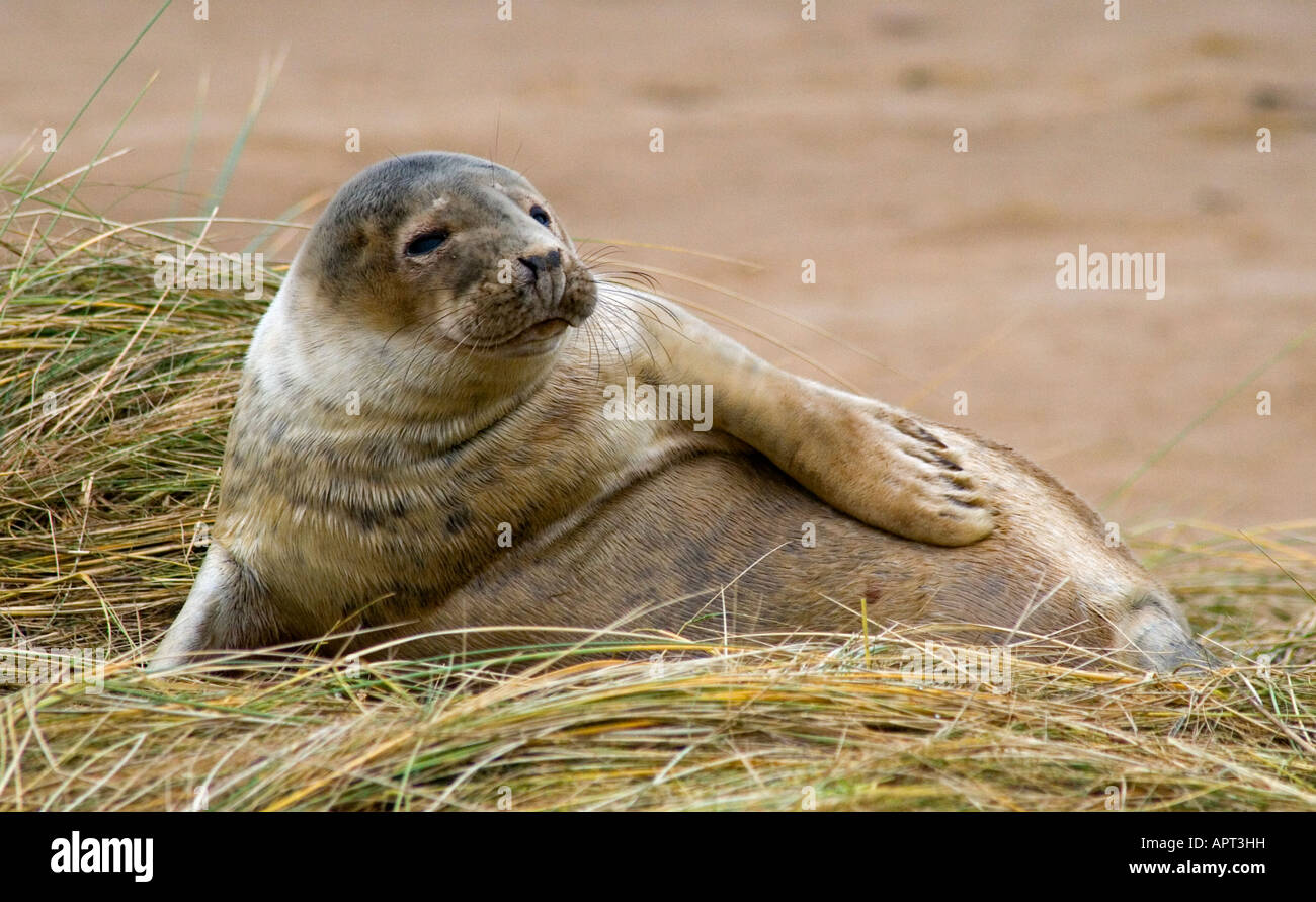 Grey seal pup at Donna Nook seal sanctuary on the North Lincolnshire ...