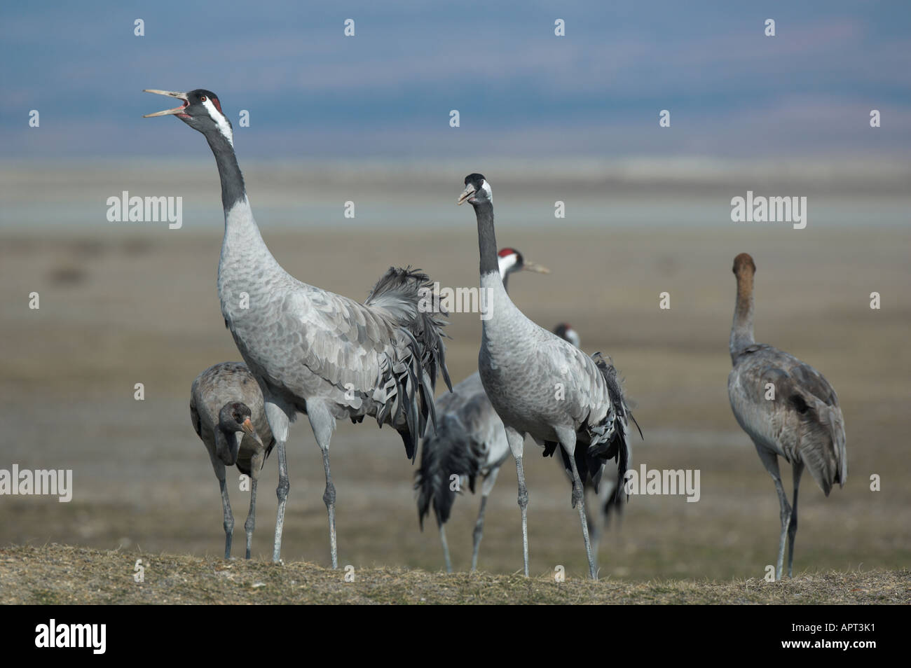European Cranes (Grus grus) gathering in winter at Gallocanta lagoon ...