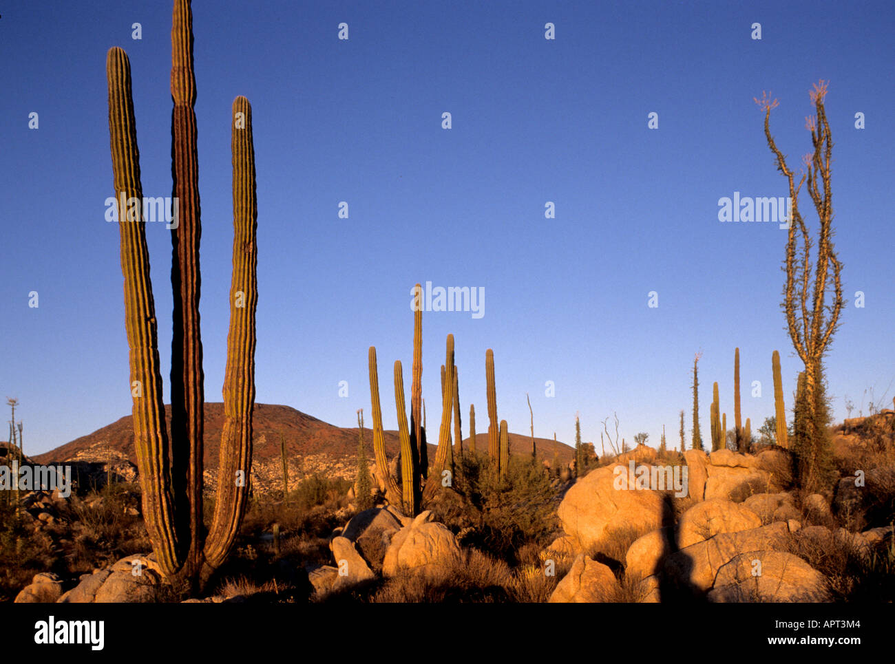 Baja California desert mexican Cactus Agave dry Mexico Stock Photo - Alamy