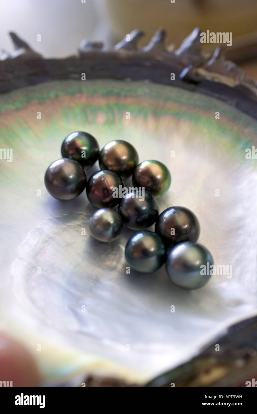 Black pearls at back pearl farm Rangiroa French Polynesia Stock Photo ...