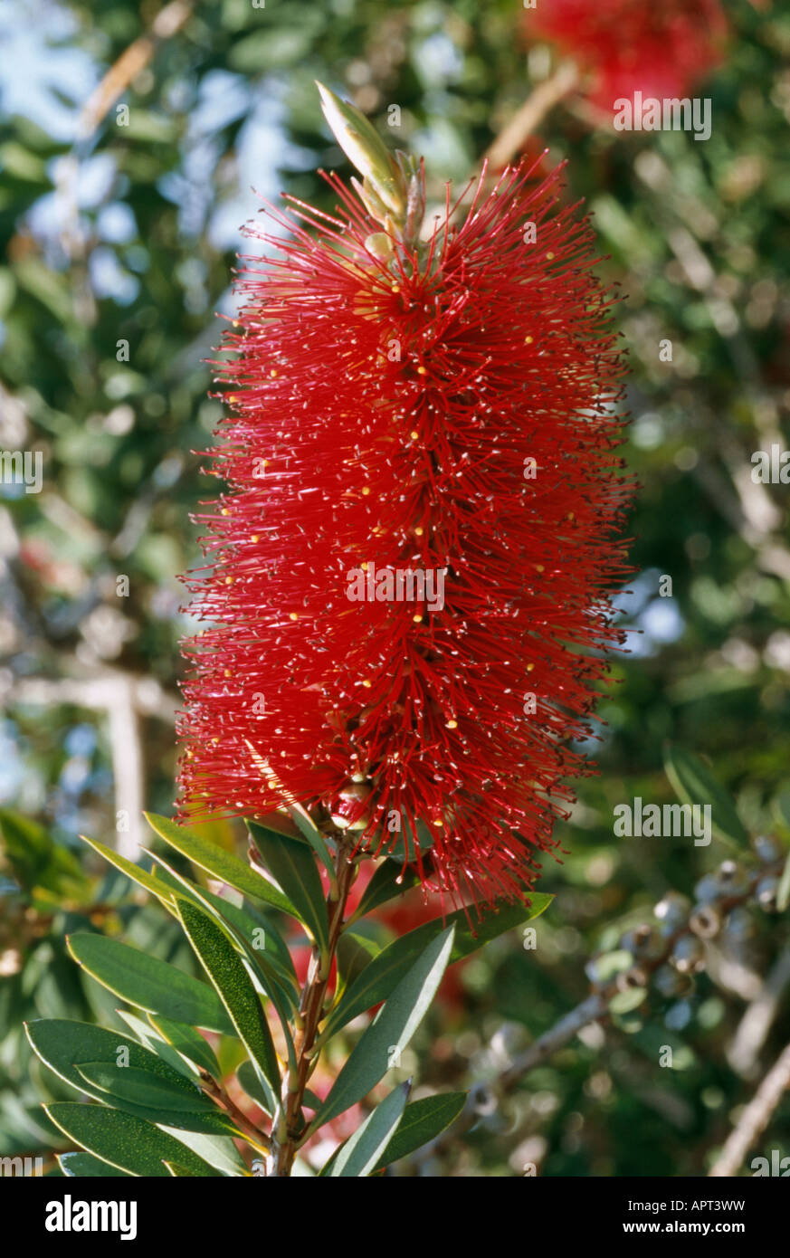 Callistemon red fireworks of stamens unusual Stock Photo - Alamy