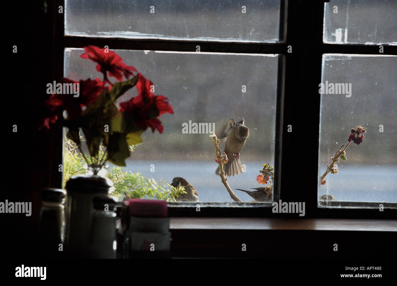 birds looking into the diner window Stock Photo - Alamy