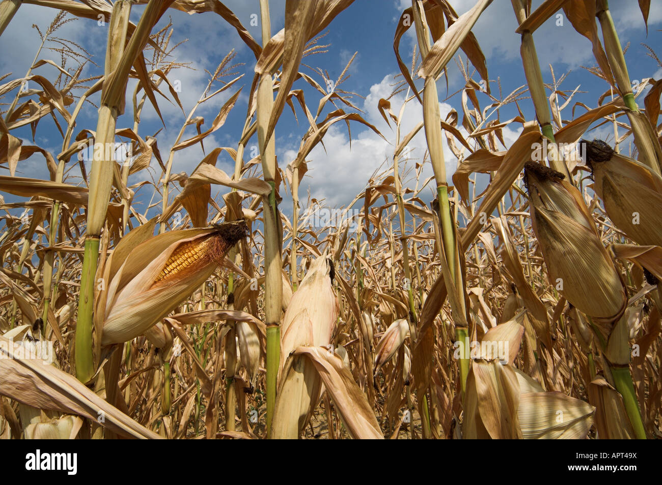 Dried Maize crop in Tennesse USA Stock Photo - Alamy