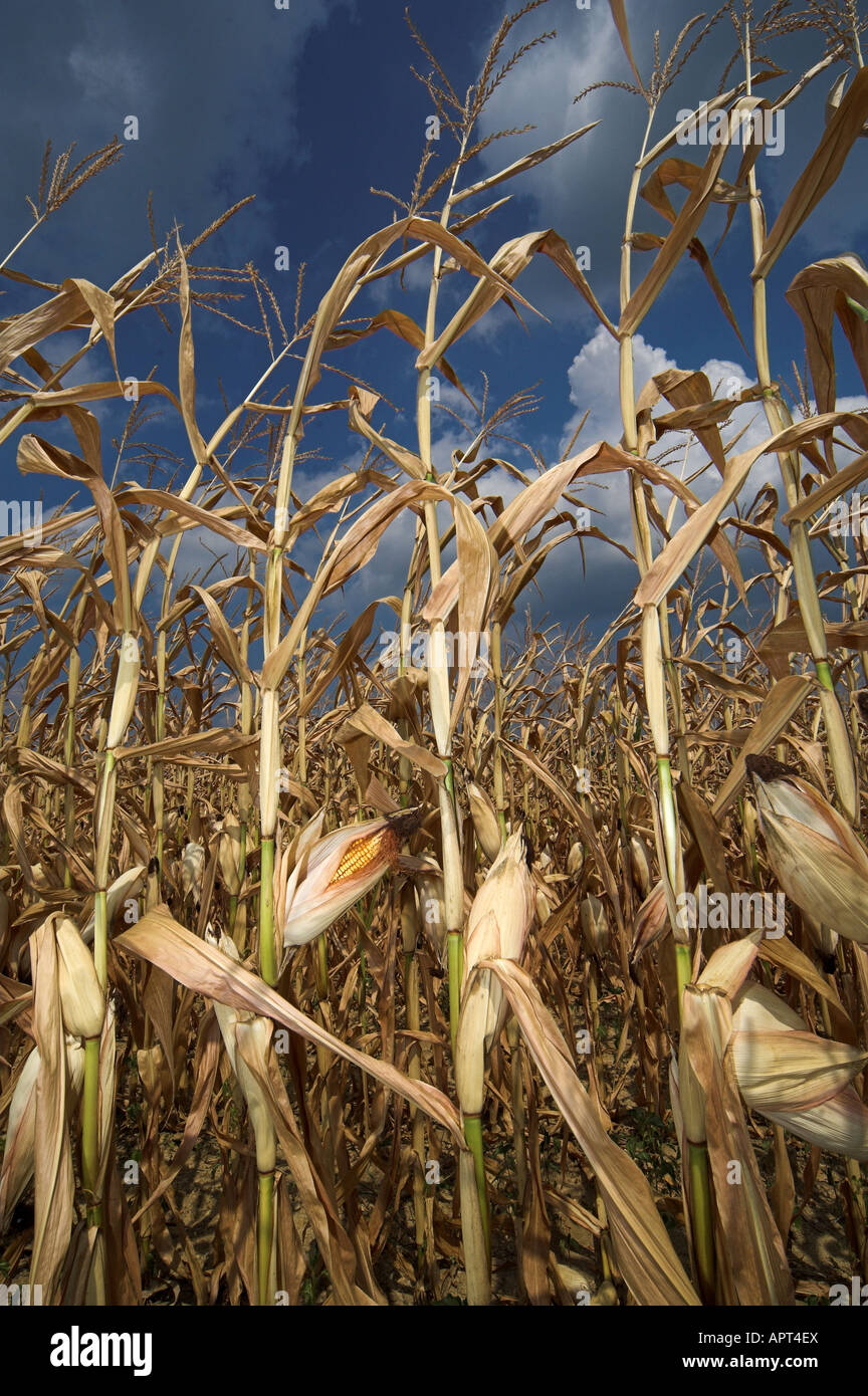 Dried Maize crop in Tennesse USA Stock Photo - Alamy