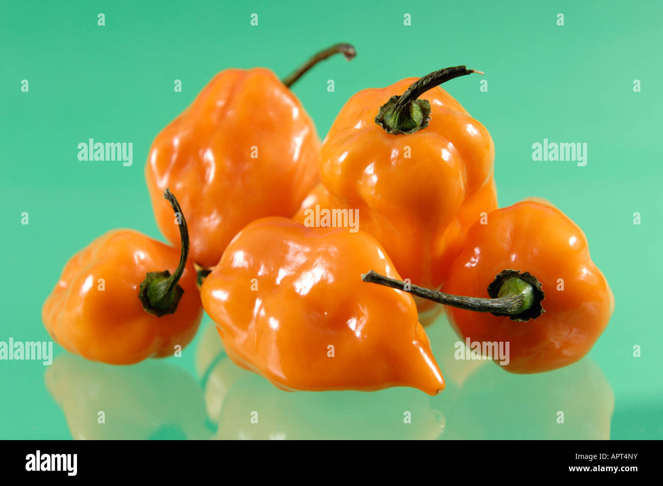 Chile habanero hi-res stock photography and images - Alamy