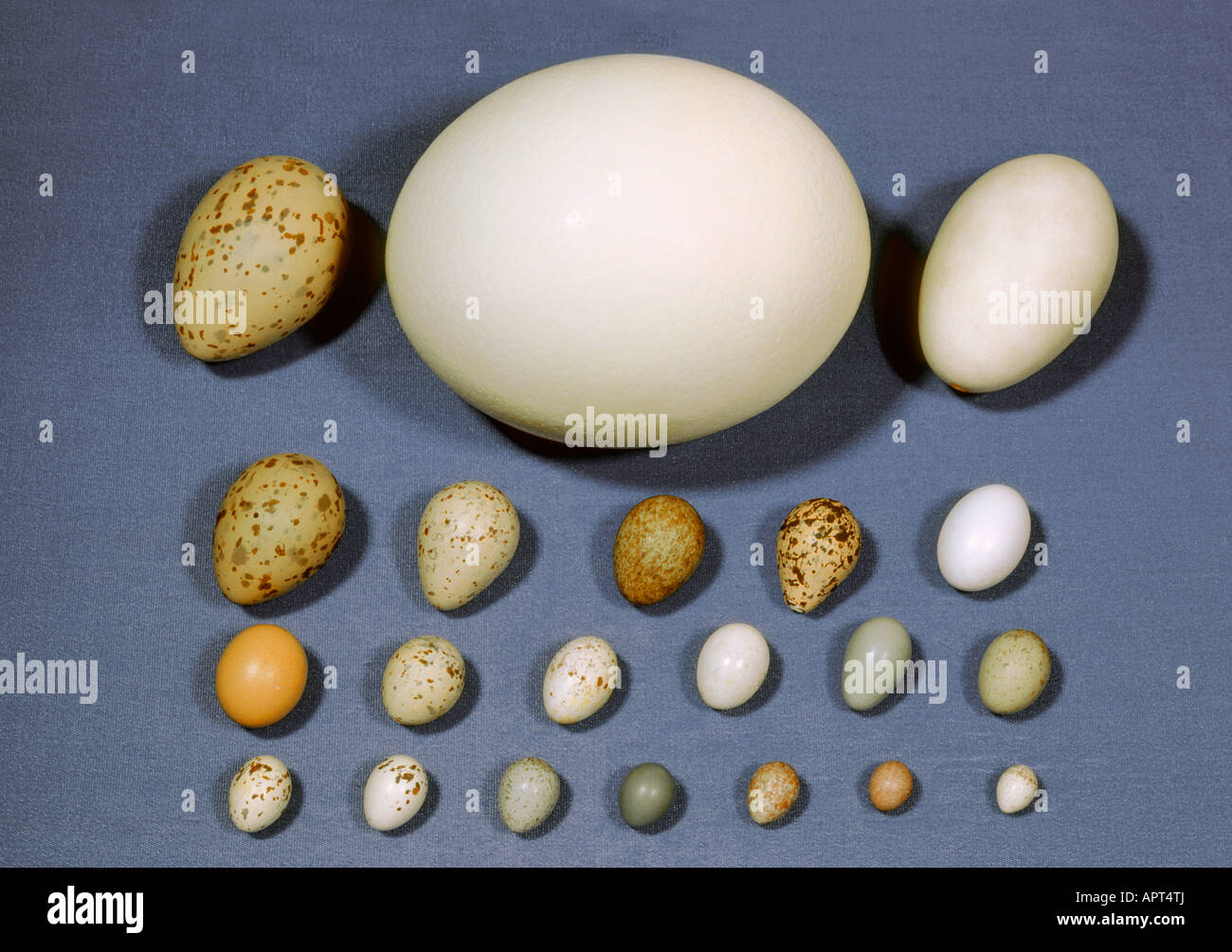 Bird Egg Assortment Stock Photo - Alamy