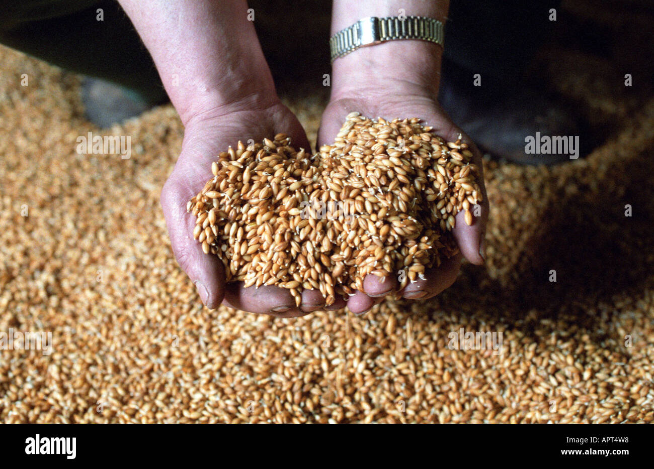 Scotland Scotish Whisky Whiskey Distillery Stills Stock Photo - Alamy