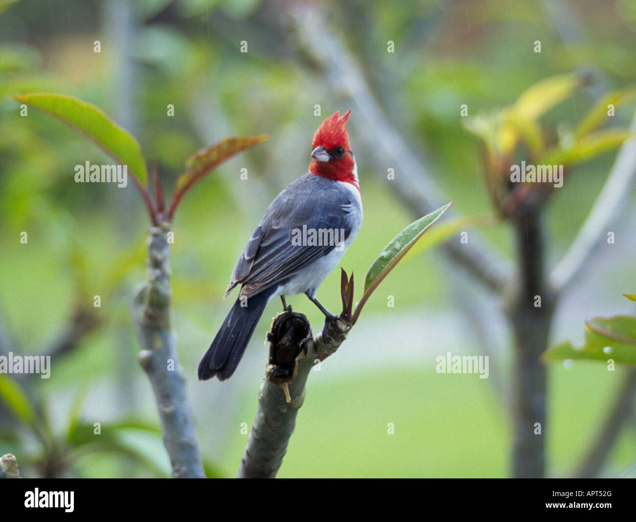 Hawaiian cardinal hi-res stock photography and images - Alamy