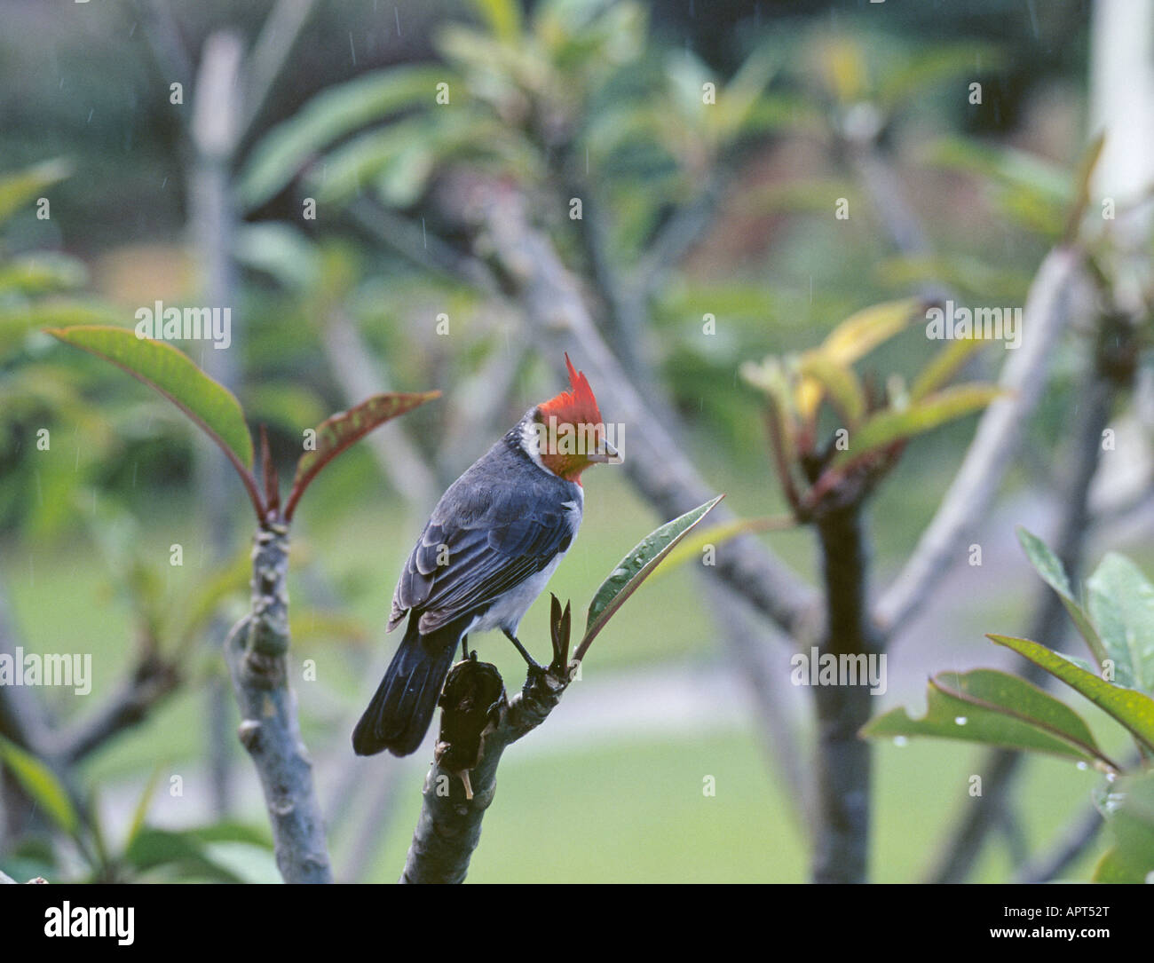 Hawaiian cardinal hi-res stock photography and images - Alamy