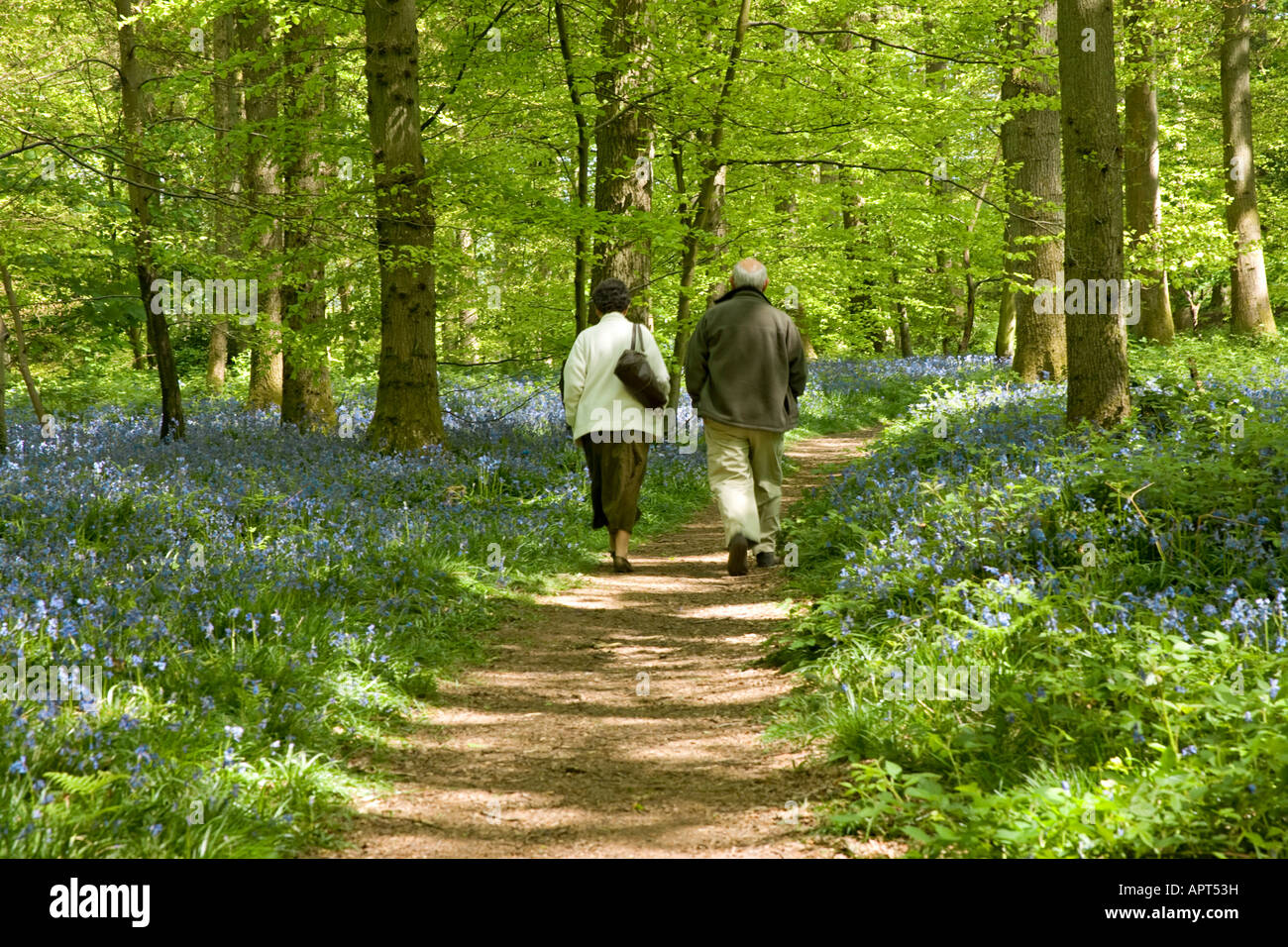 bluebell woods Forest of Dean Gloucestershire UK Stock Photo - Alamy