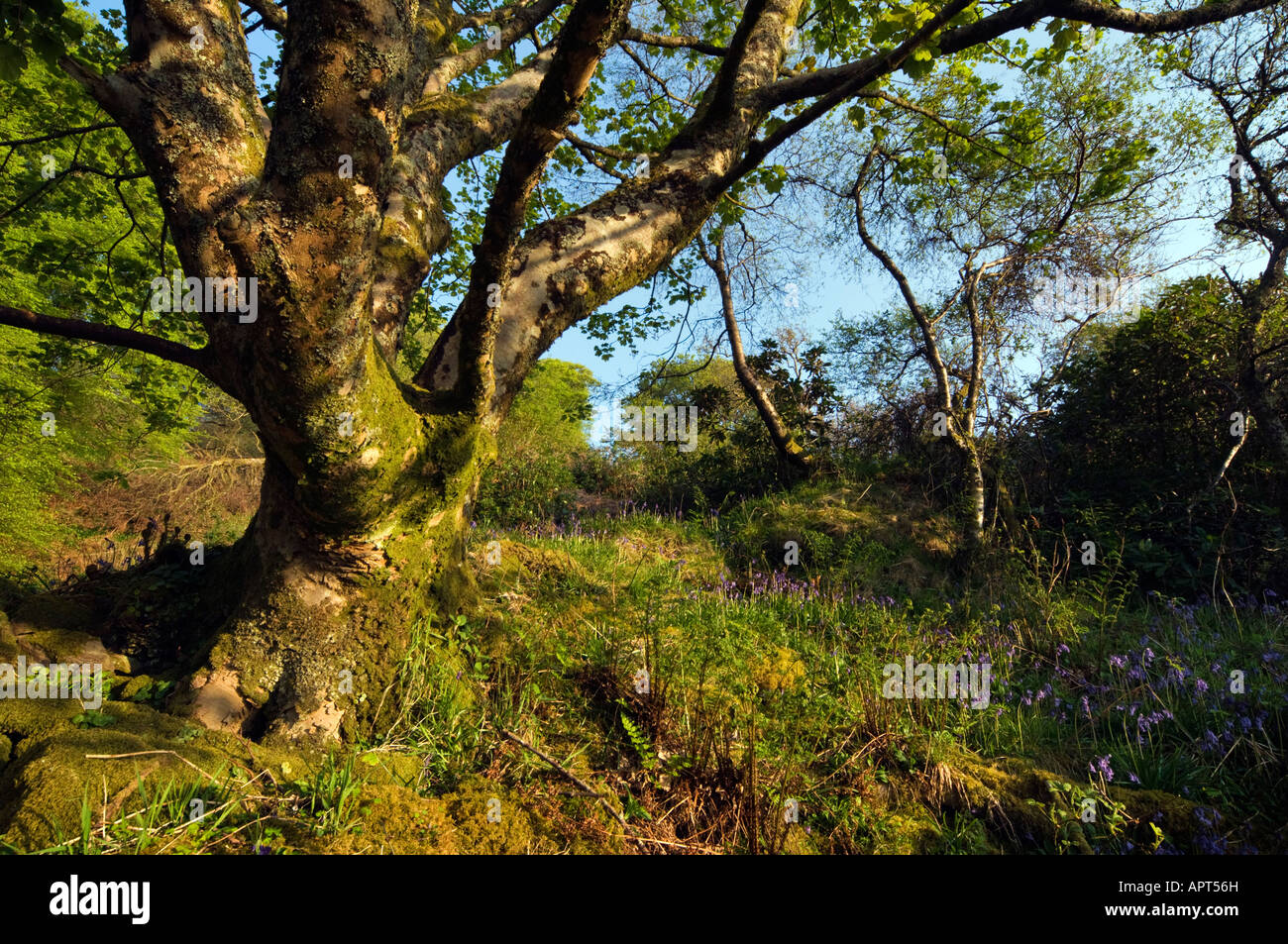Spring woodland scene at Saddell west coast Scotland Stock Photo - Alamy