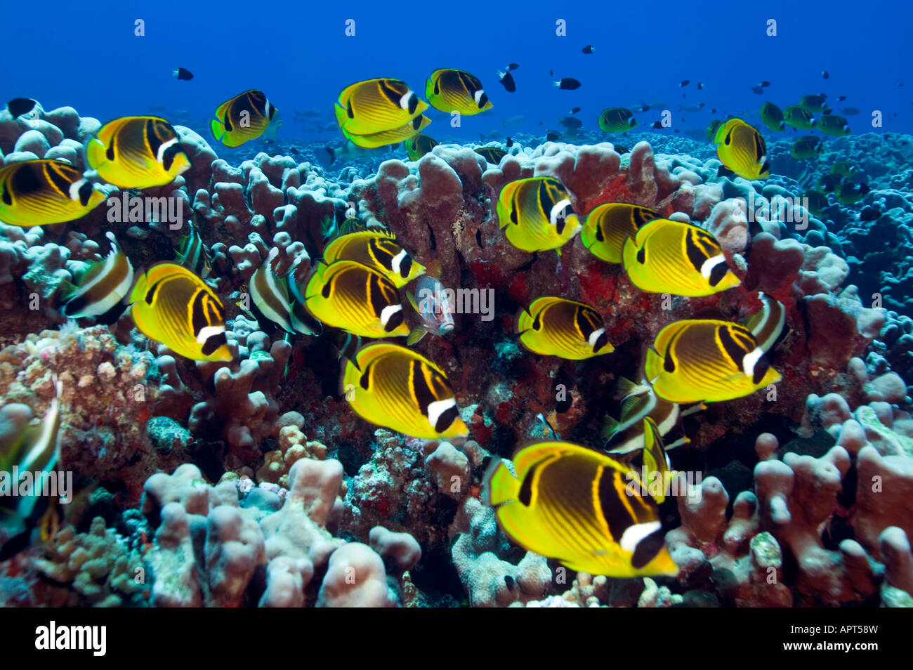 Butterflyfish at Otugi Pass Toau Atoll French Polynesia Stock Photo - Alamy