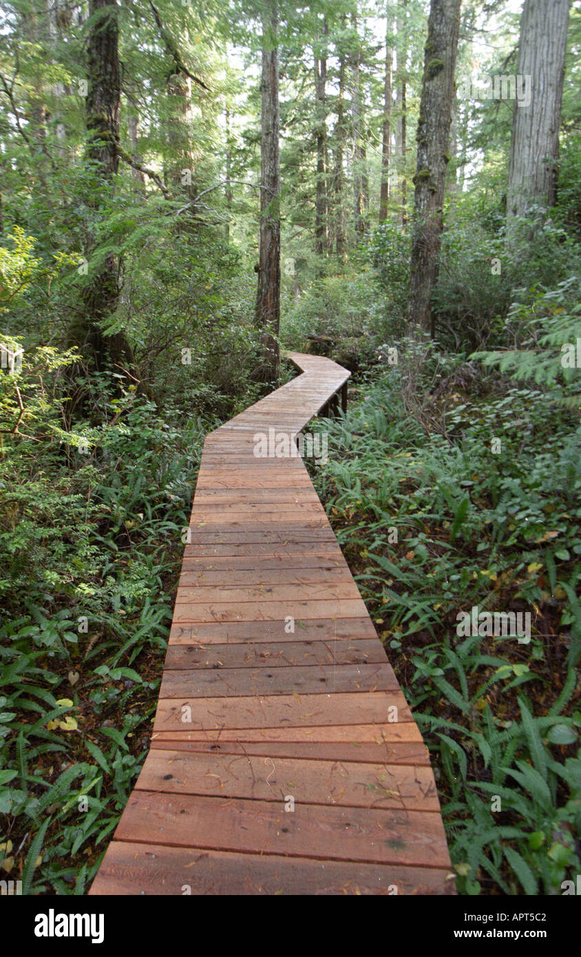 rainforest vertical color nature forests trees rainforest lush ...