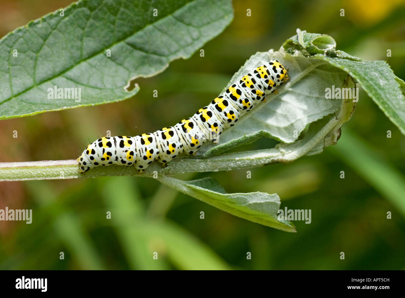 mullein moth caterpillar Stock Photo - Alamy