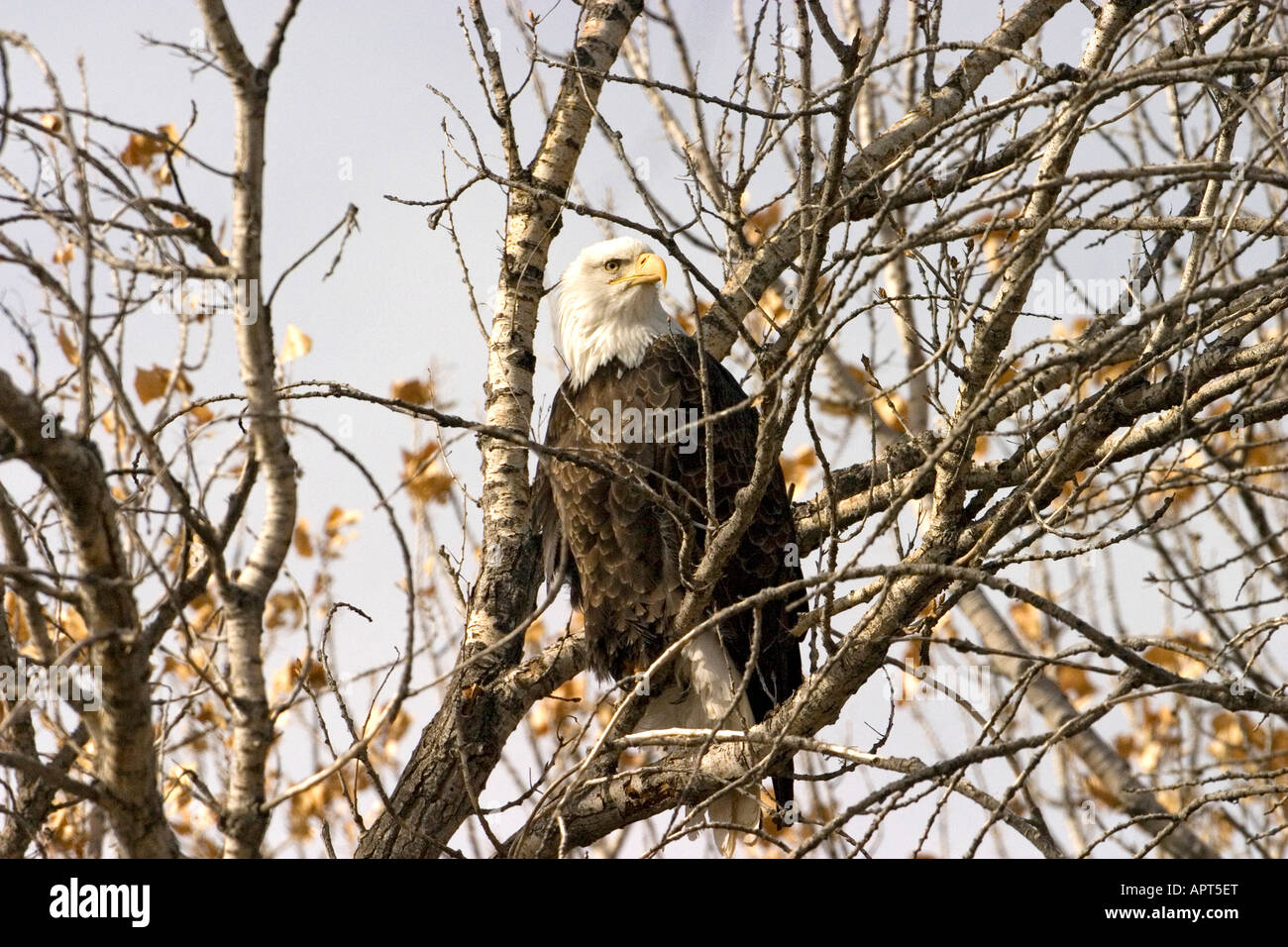 bald eagle in tree USA Stock Photo - Alamy