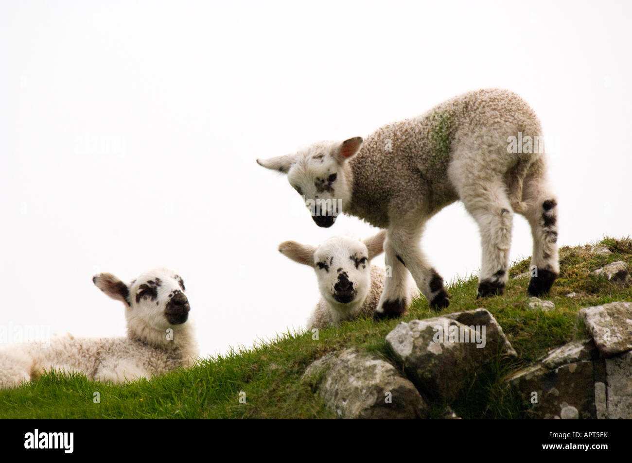 Lambs playing on the hill hi-res stock photography and images - Alamy