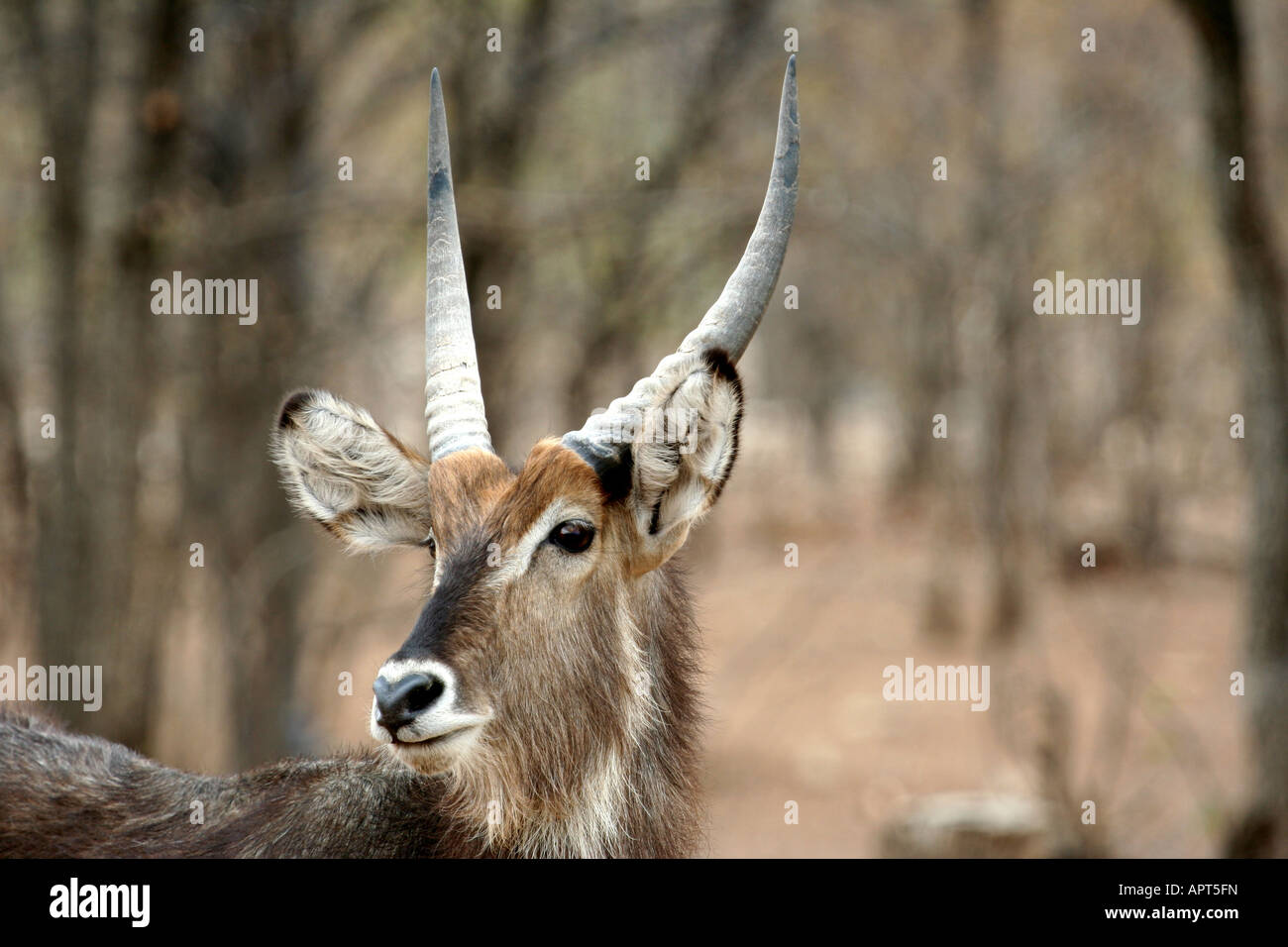 Namibia waterbuck hi-res stock photography and images - Alamy