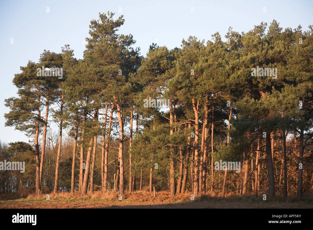 Conifer trees of Suffolk Sandlings Butley, Suffolk, England Stock Photo ...