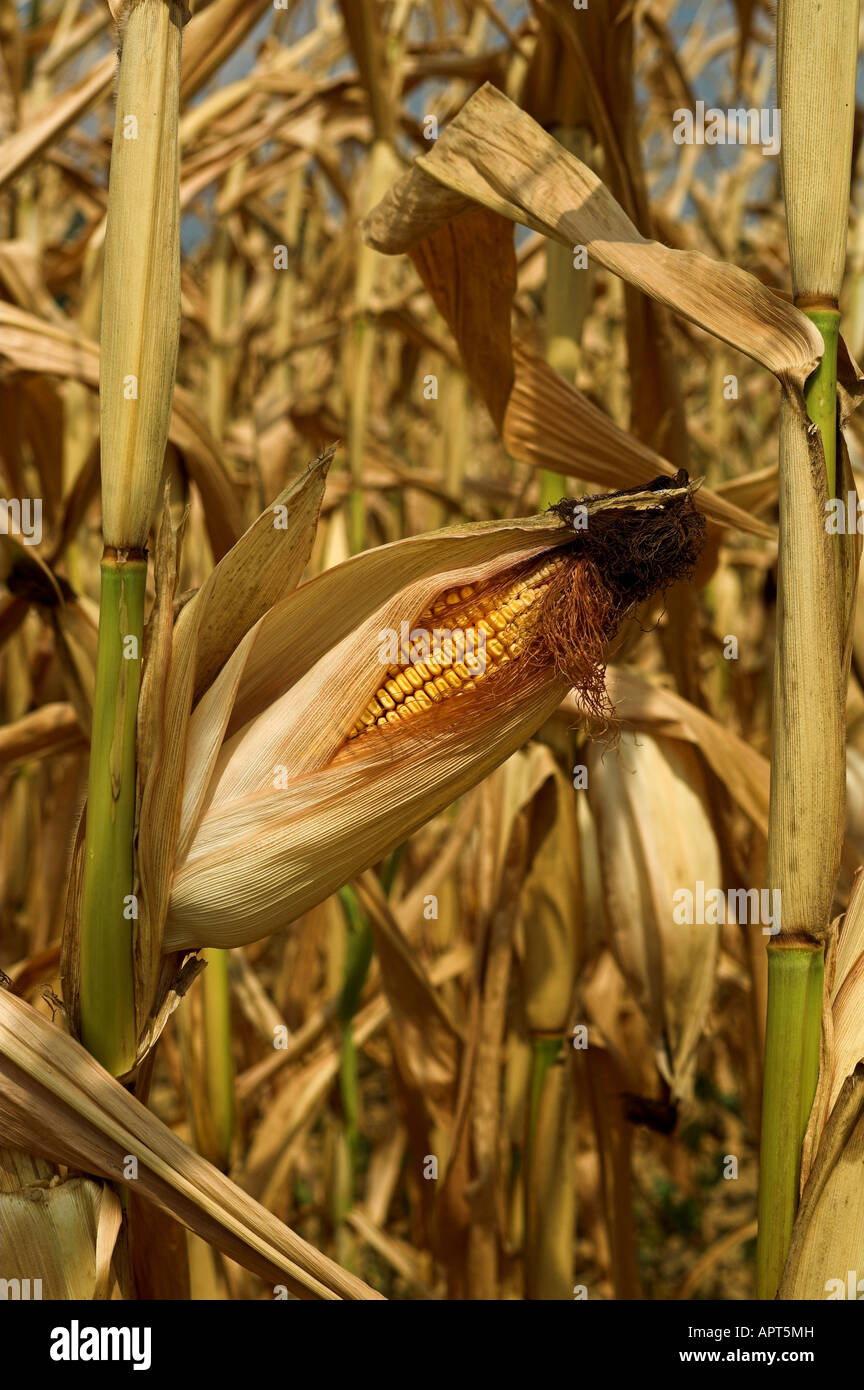 Dried Maize High Resolution Stock Photography and Images - Alamy