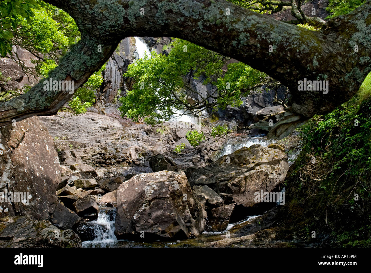 moss draped over old branches Scottish woodland Stock Photo - Alamy