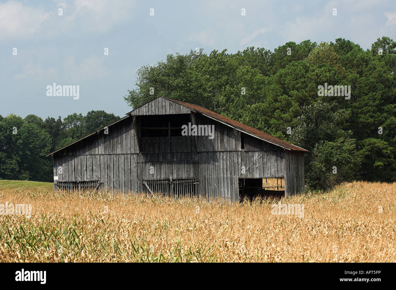 Maize plants in the middle of a maize field hi-res stock photography ...