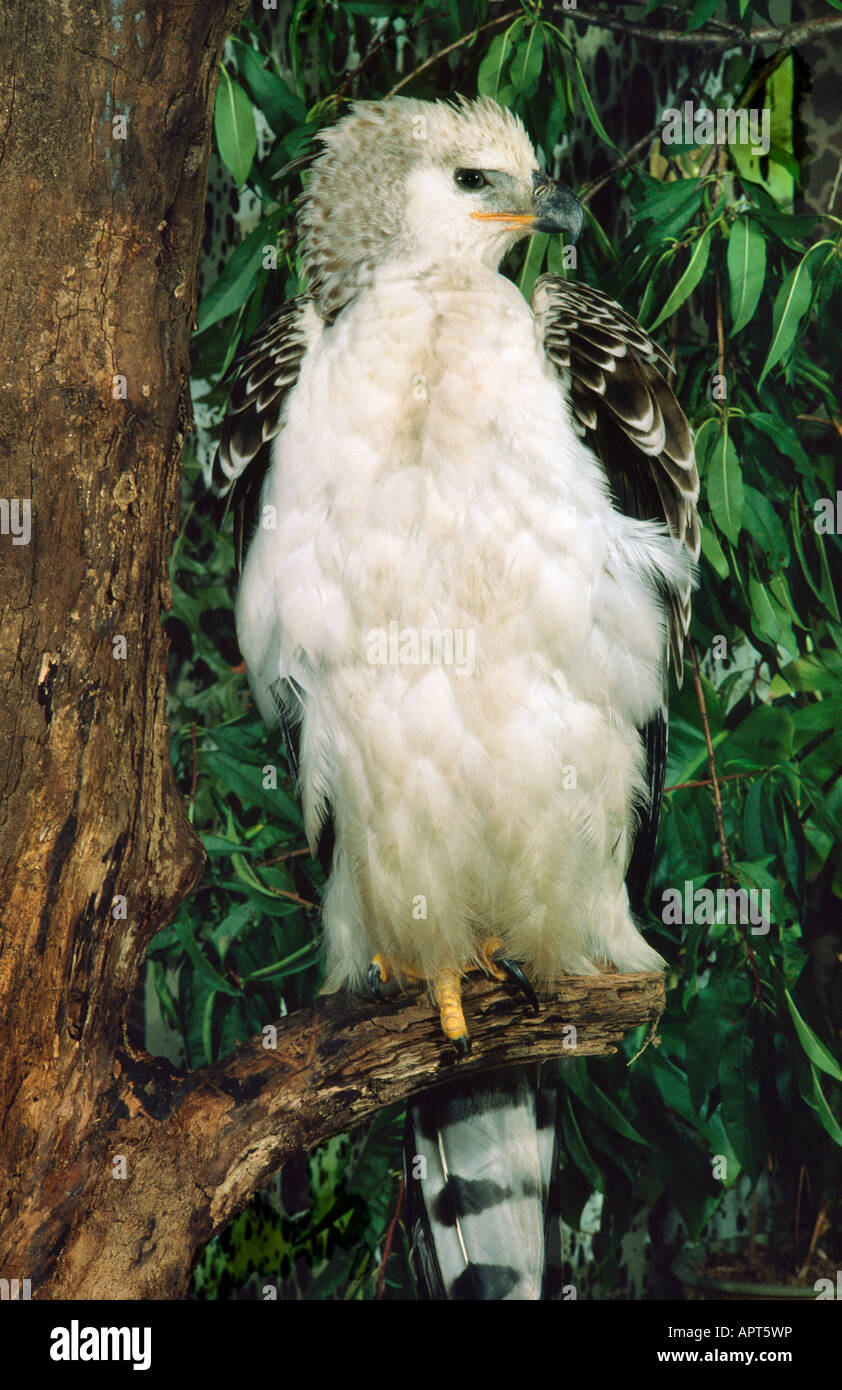 African crowned eagle hi-res stock photography and images - Alamy