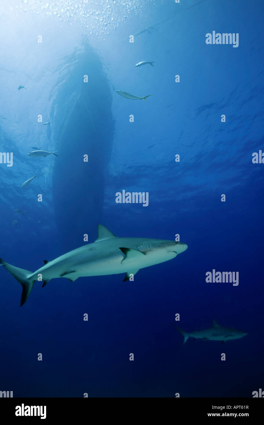 Shark underwater vertical hi-res stock photography and images - Alamy