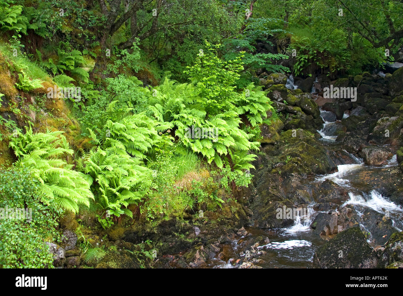 ferns by river Scotland Stock Photo - Alamy