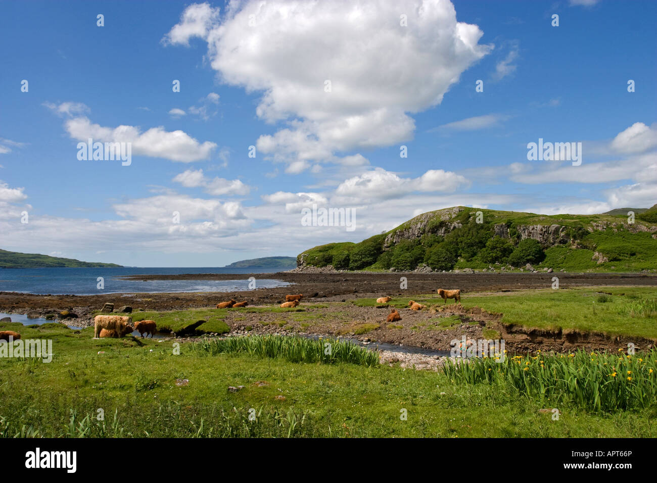 Highland cattle on mull hi-res stock photography and images - Alamy