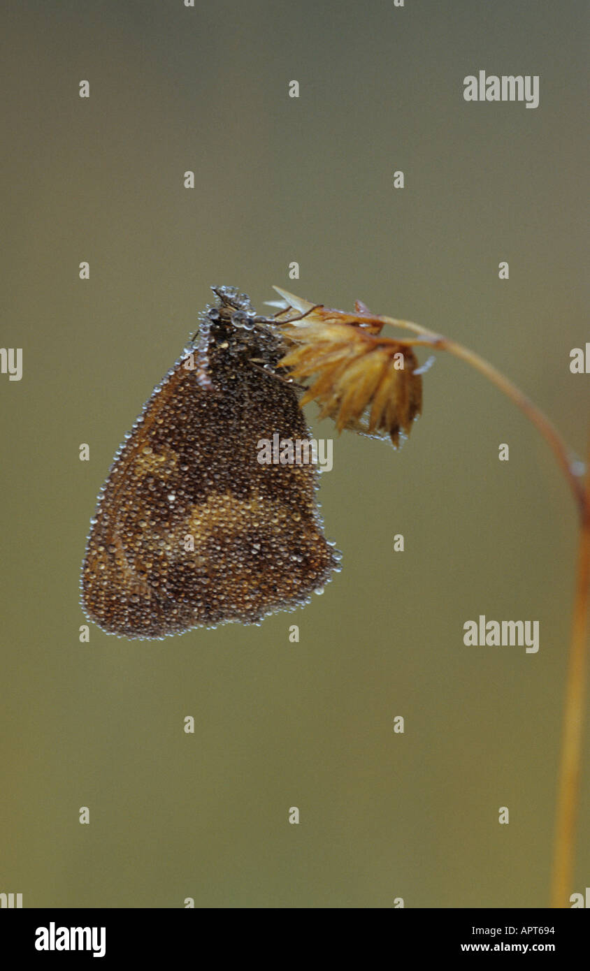 Butterfly with waterdrops hi-res stock photography and images - Alamy