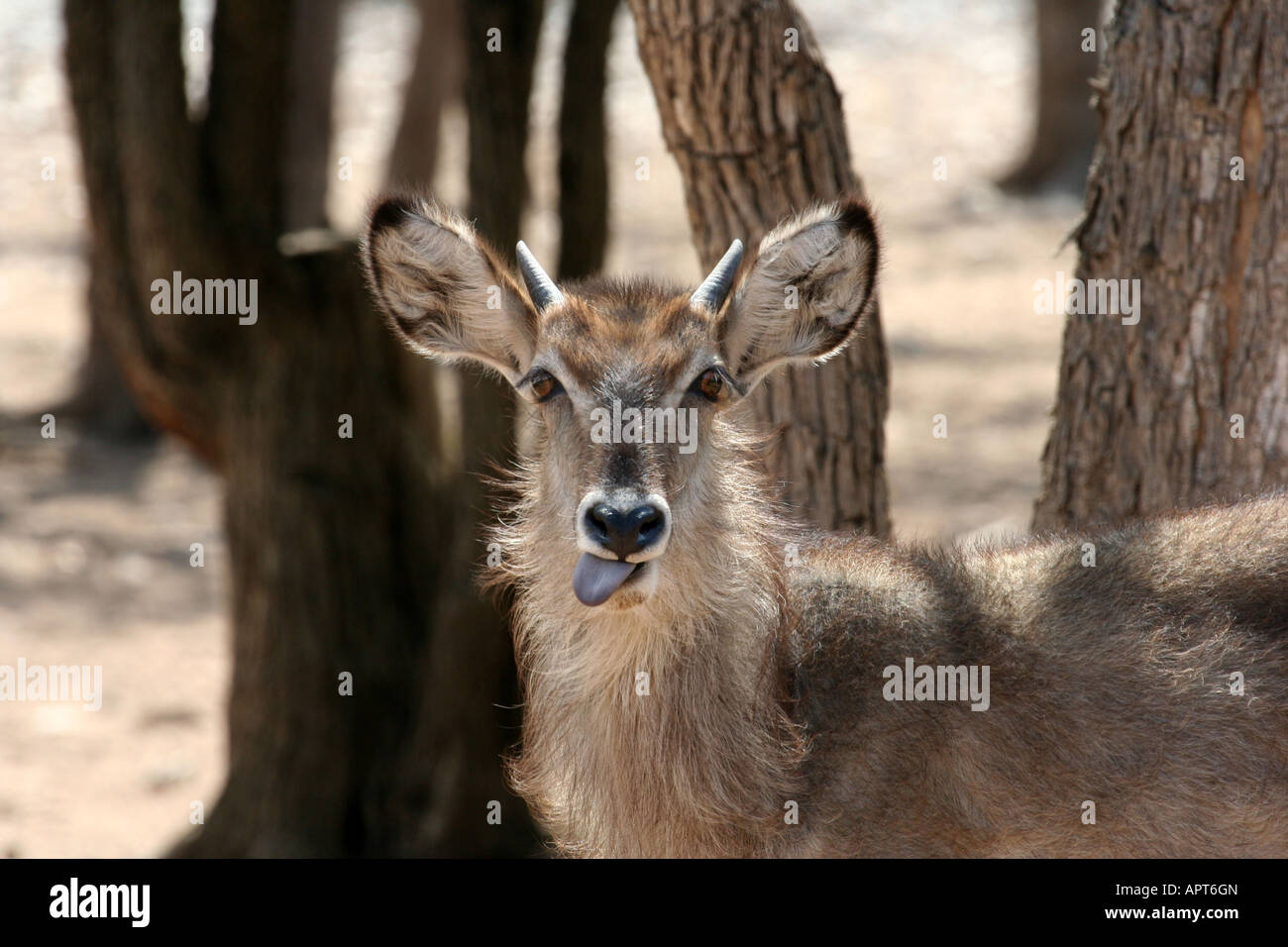 Baby waterbuck hi-res stock photography and images - Alamy