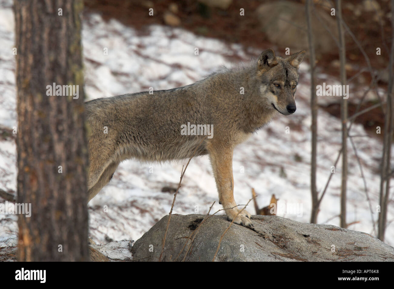 Siberian Wolf Wolves