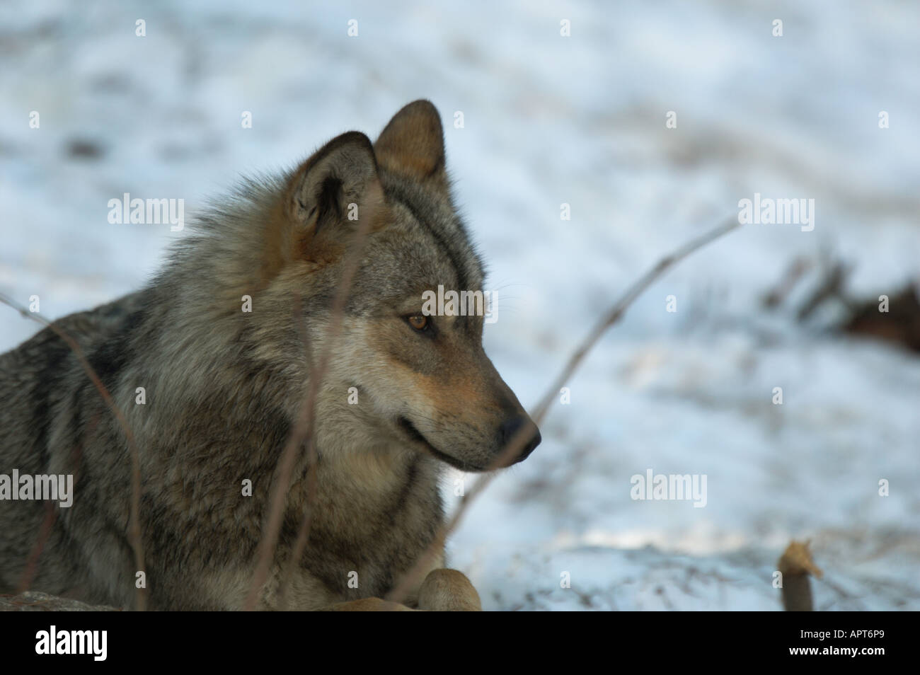 Central European wolf (Canis lupus) portrait Stock Photo - Alamy