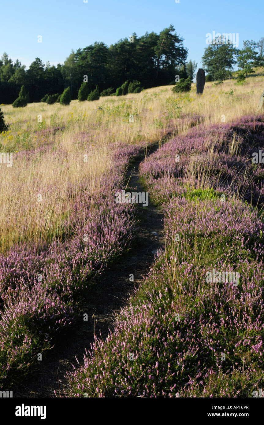 Heather plant hi-res stock photography and images - Alamy