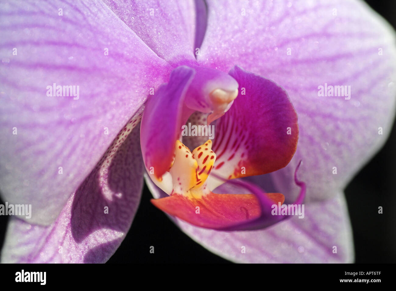 Moth orchid genus phalaenopsis hi-res stock photography and images - Alamy