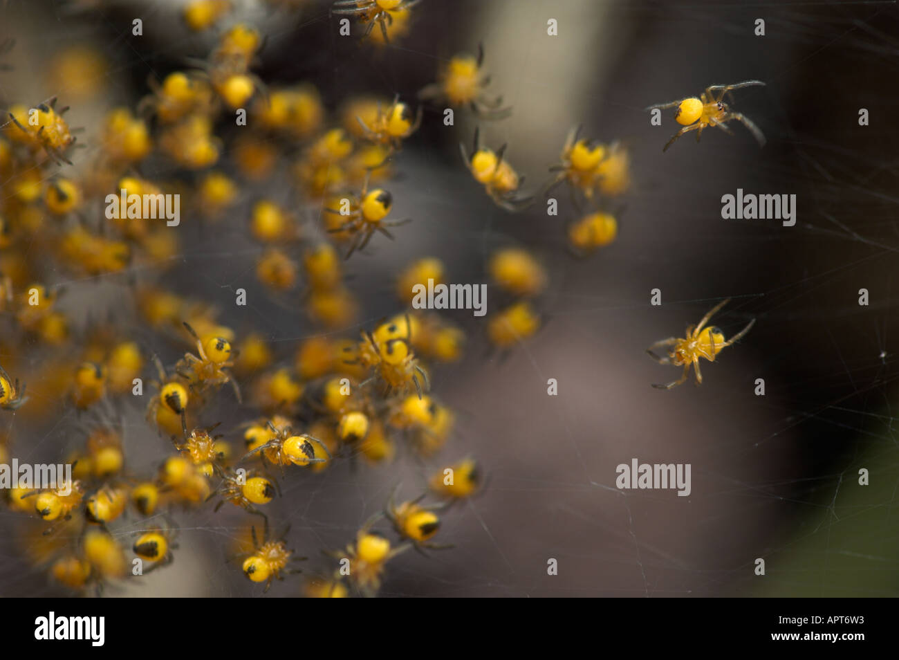 Community spider nest hi-res stock photography and images - Alamy