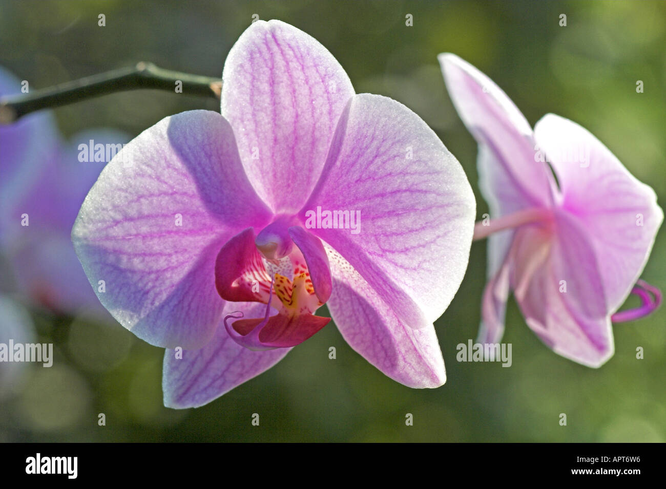 moth orchid phalaenopsis Stock Photo - Alamy