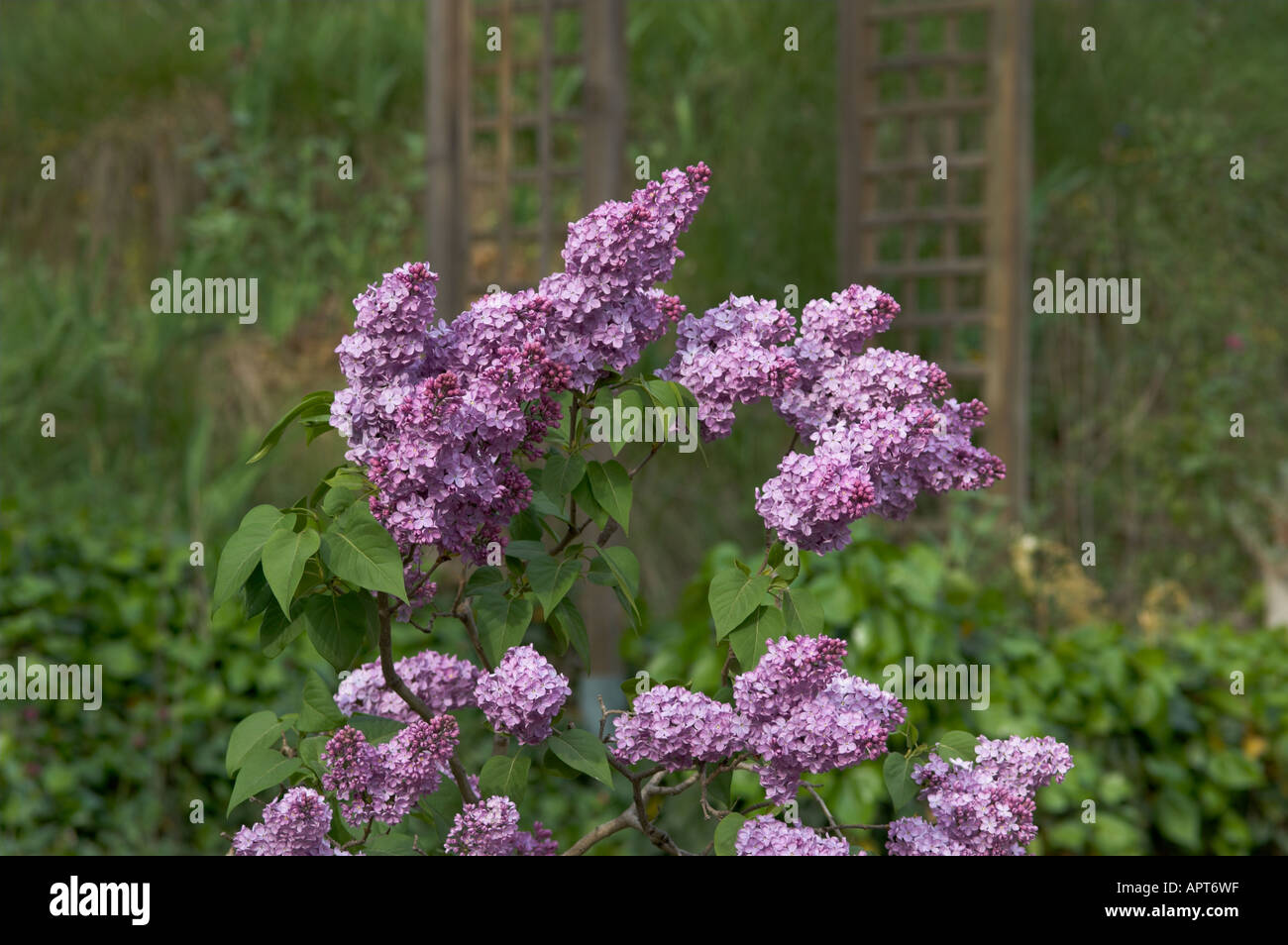 Lilac (Syringa vulgaris) flowers and leaves in a garden landscape ...