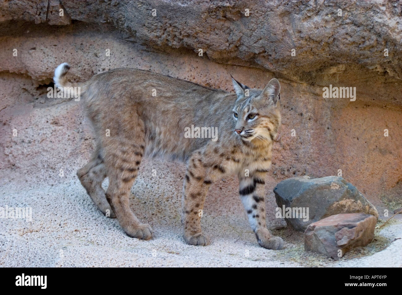 bobcat prowling amogst rocks Arizona Stock Photo - Alamy
