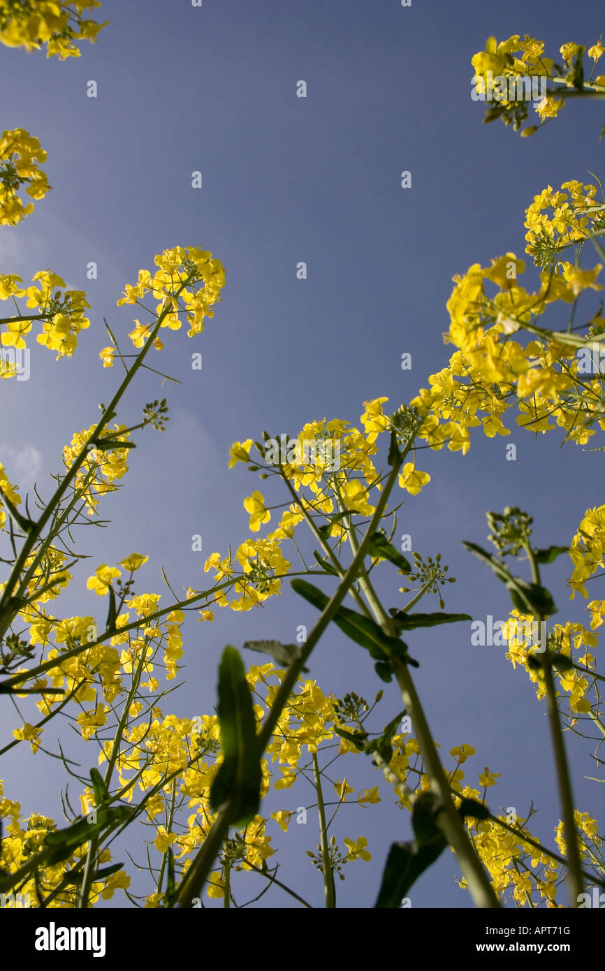 Rape Seed oil plant Stock Photo - Alamy