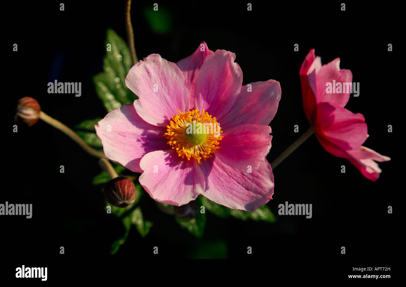 Japonica pink hi-res stock photography and images - Alamy
