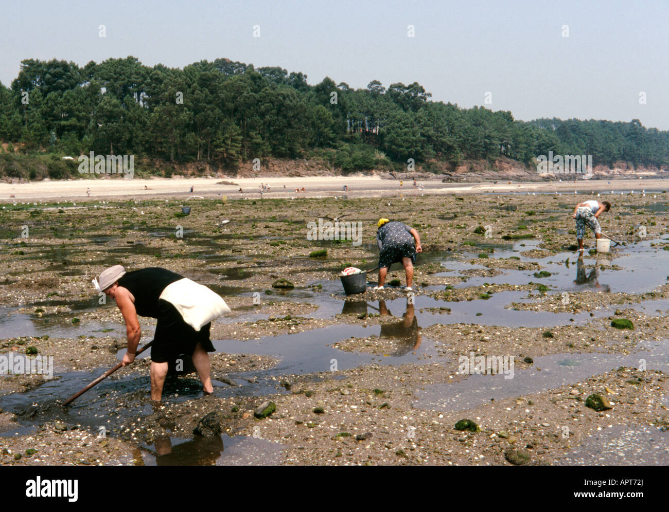 Digging for berberichos cockles in the Ria de Arousa at A Pobra do ...