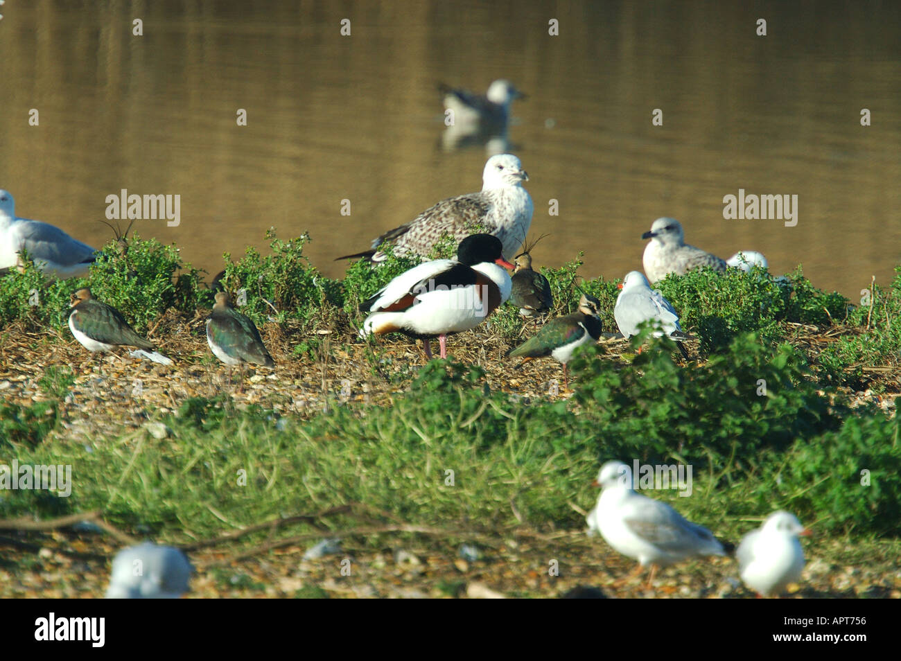 Heath herring hi-res stock photography and images - Alamy