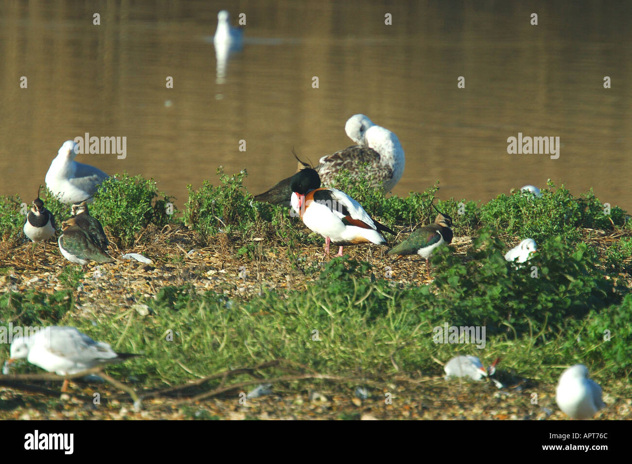 Lapwing nest grass hi-res stock photography and images - Alamy
