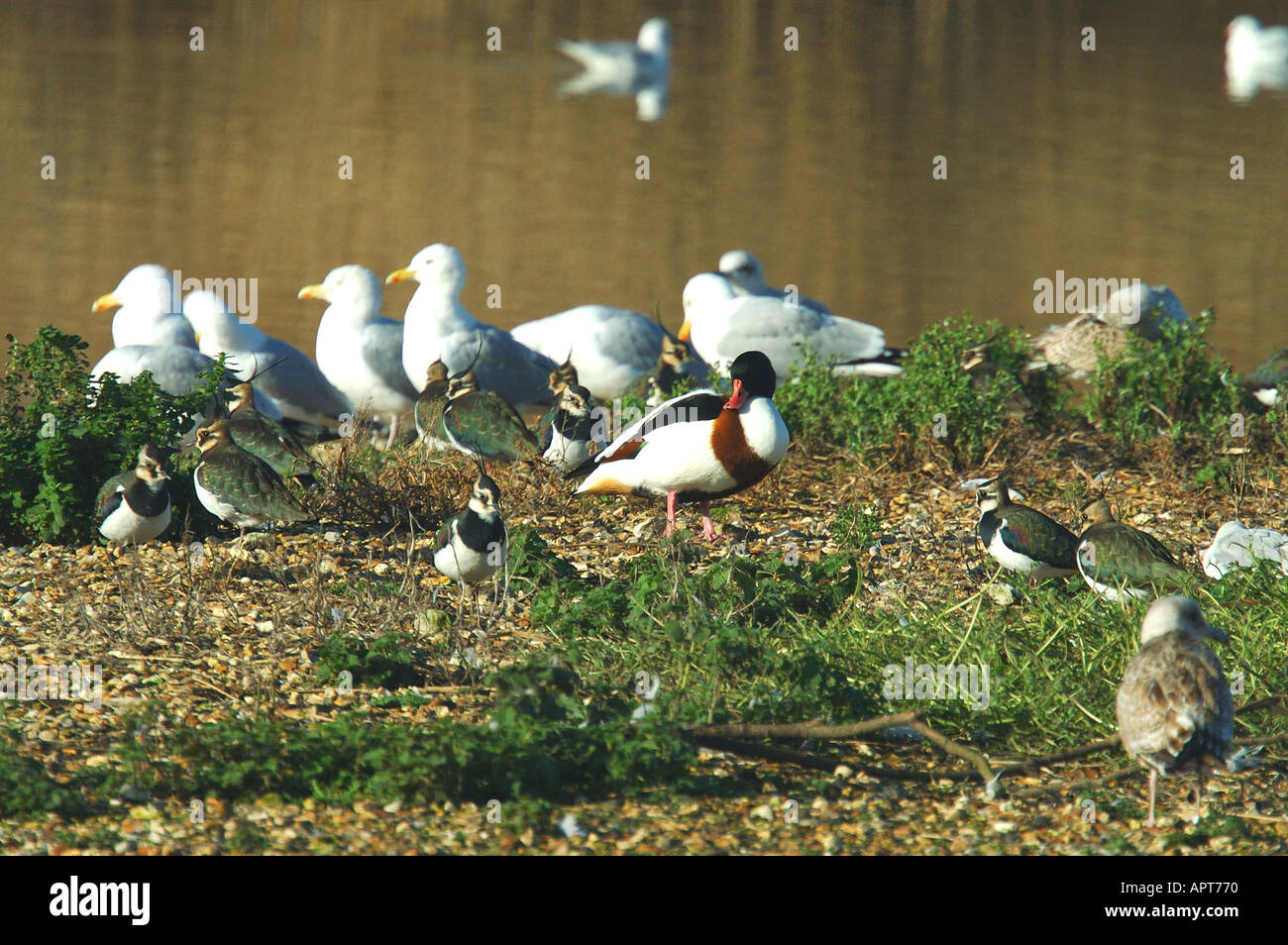 Herring gull duck lapwing Stock Photo - Alamy