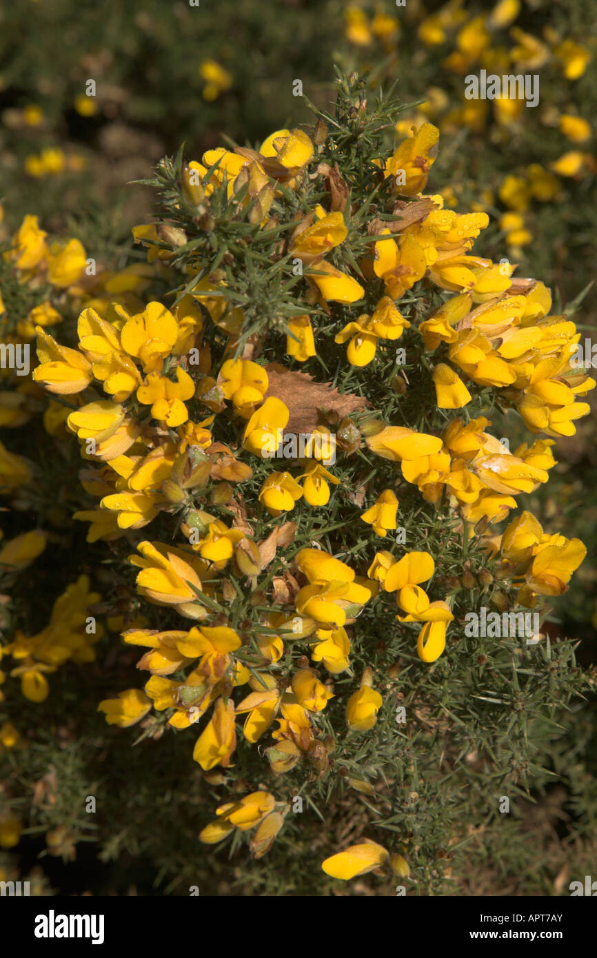 Common gorse yellow flower close up Stock Photo - Alamy