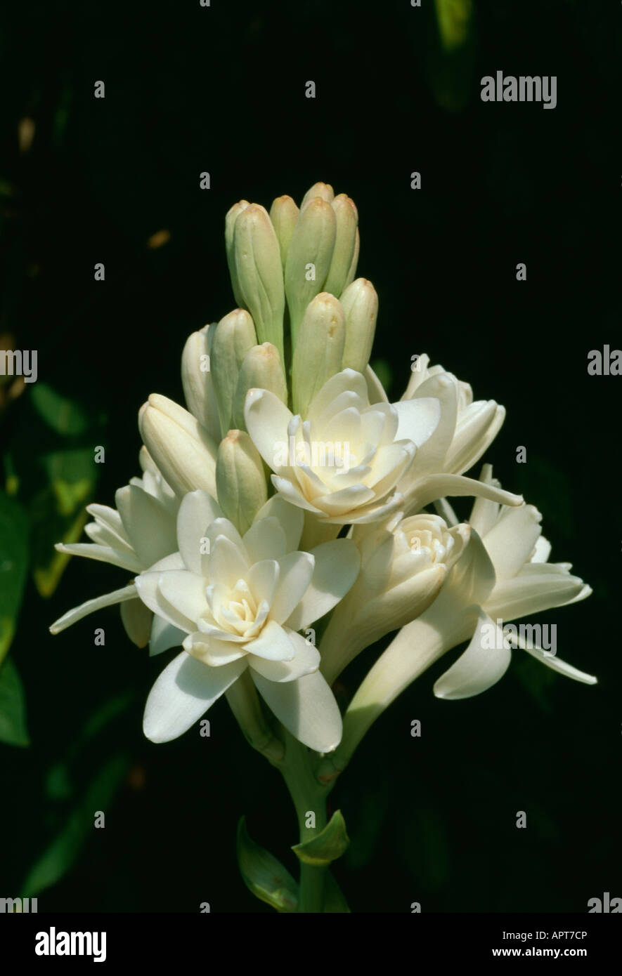 Polianthes tuberosa cluster of bewitching flowers and bud Stock Photo ...